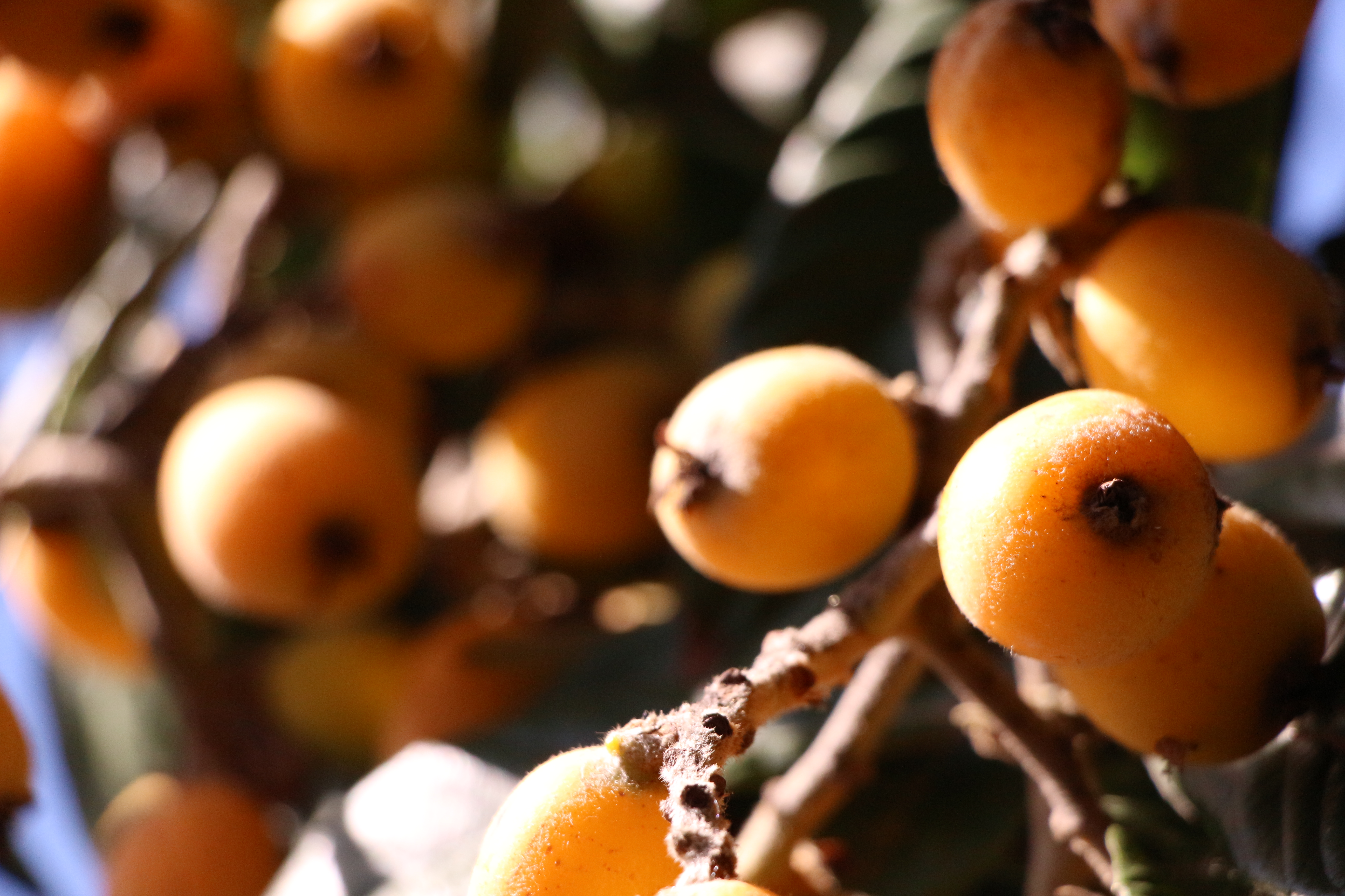 Níspero – ERA Verde