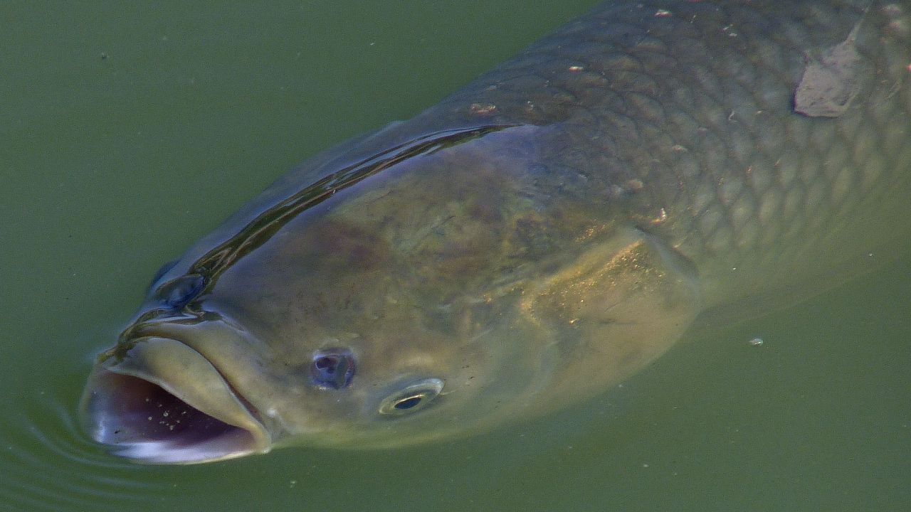 La bajante del río y la amenaza al desove del sábalo – ERA Verde