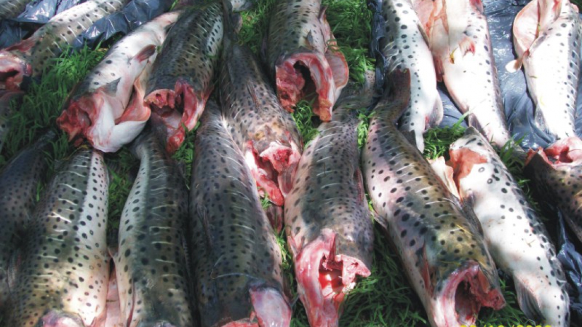 Ya casi no queda surubí por pescar – ERA Verde