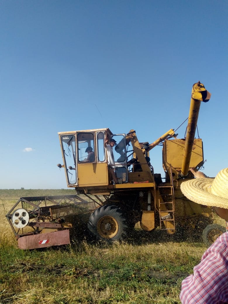 Trigo agroecológico y feminista – ERA Verde