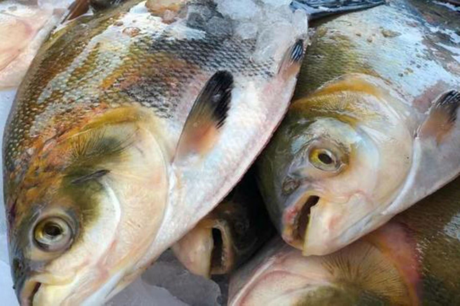 El Consejo Federal fijó los cupos de exportación de sábalos – ERA Verde