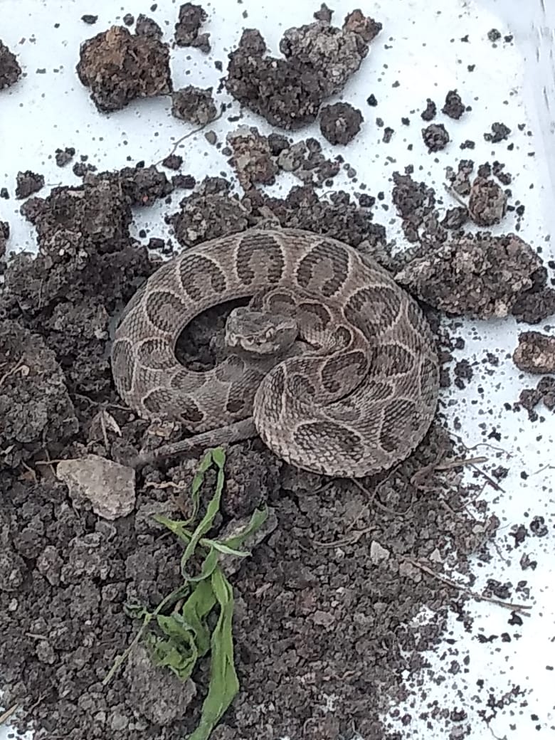 Rescatan un hermoso ejemplar de Yarará en Paraná – ERA Verde
