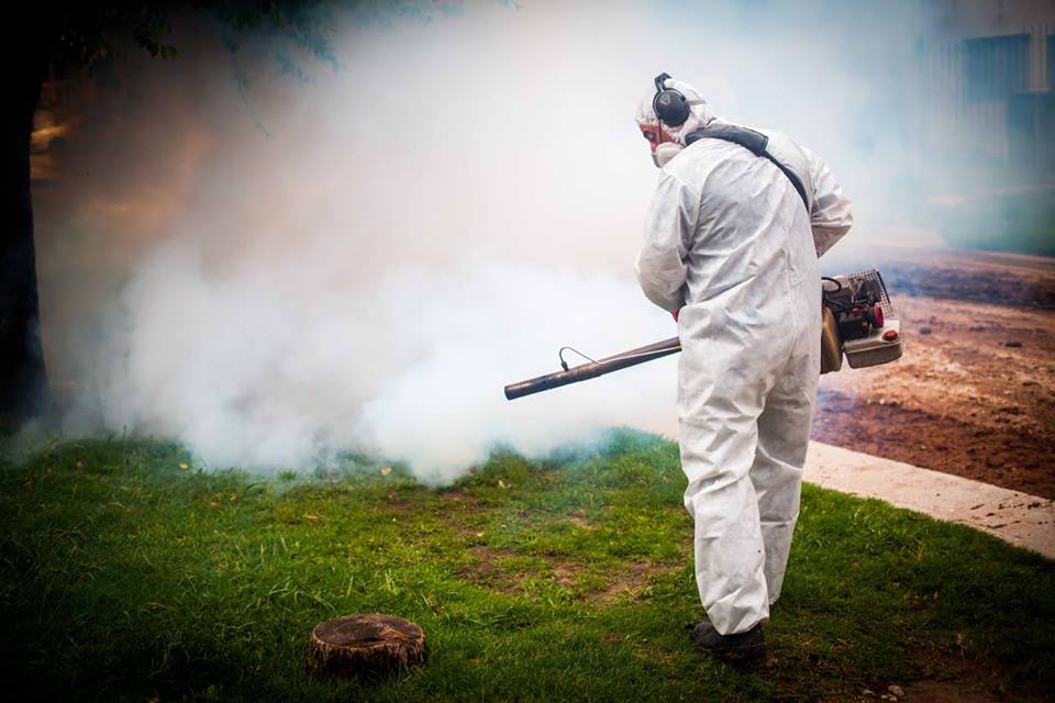 La quimera de fumigar al mosquito común – ERA Verde