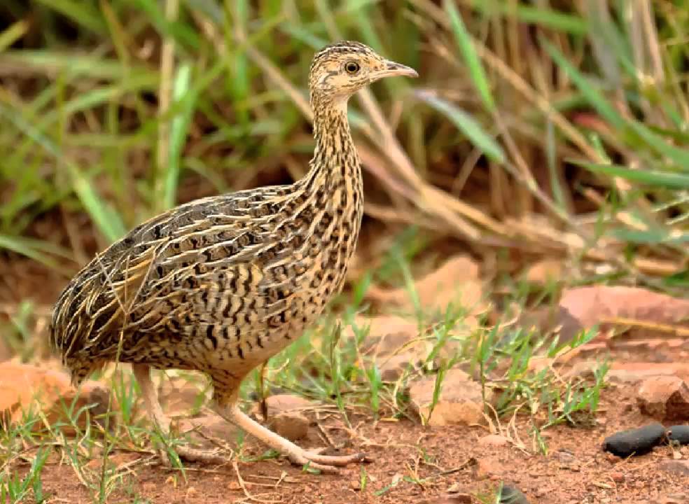 La Justicia abre a pruebas el amparo contra la caza de animales ...