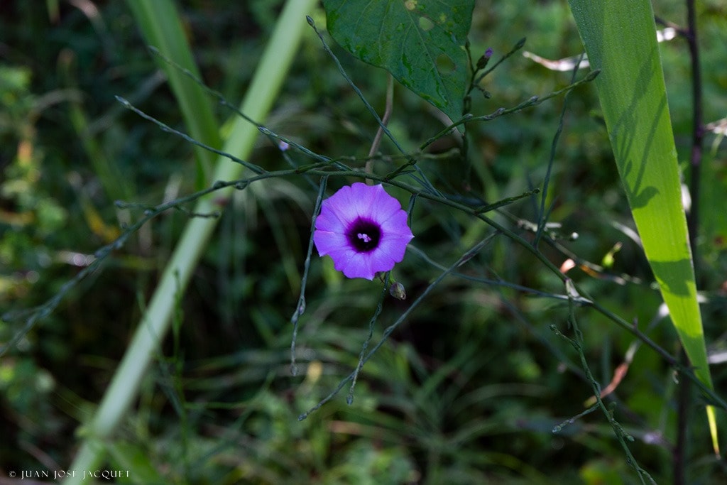 Presentan el plan de manejo de la reserva “Río de los Pájaros” de Colón ...